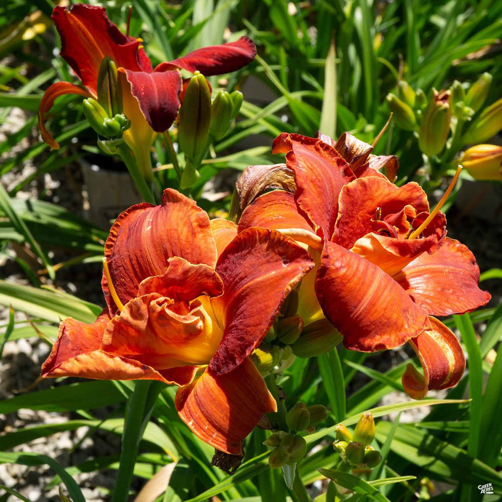 Daylily 'Scarlet Orbit' — Green Acres Nursery & Supply