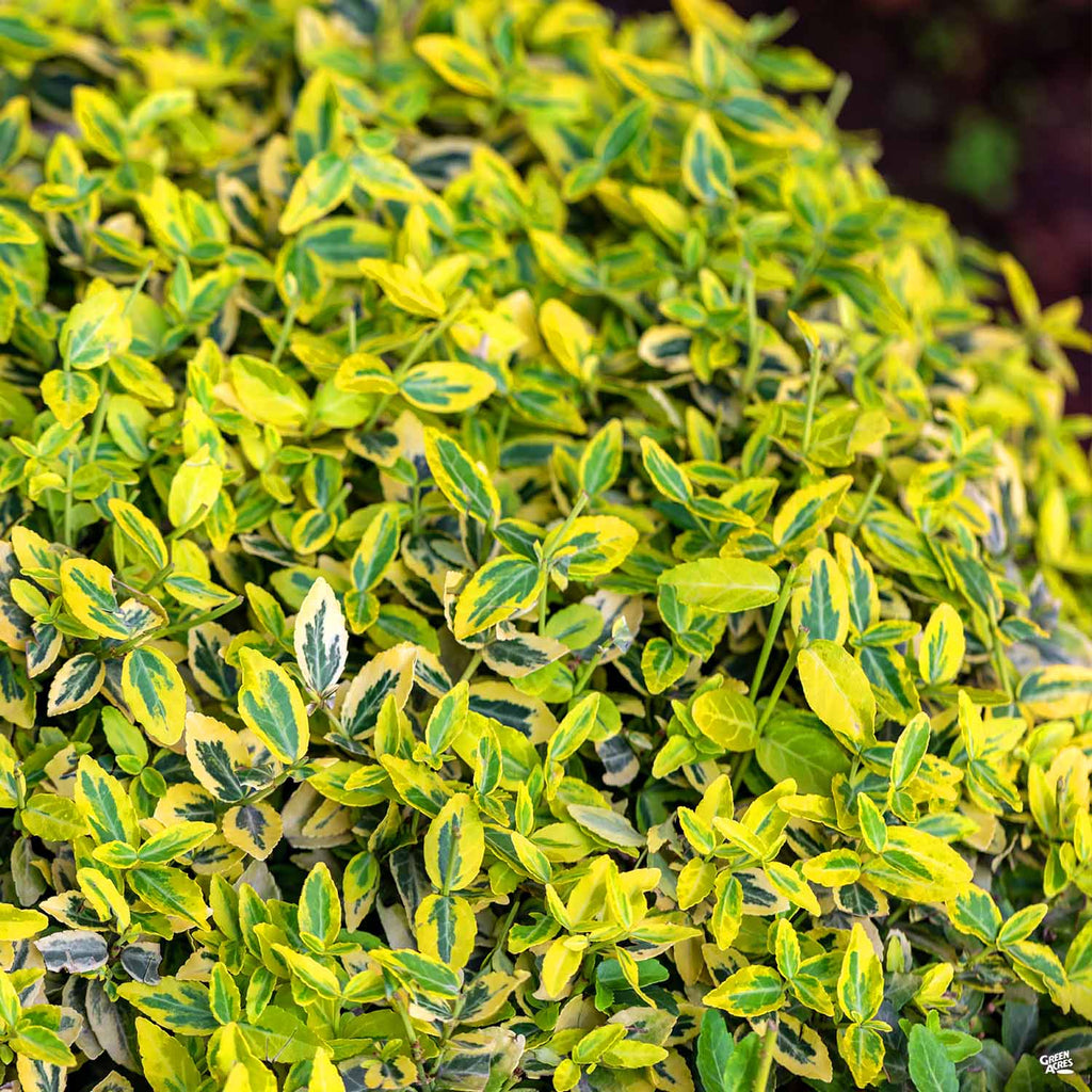 Euonymus Emerald n Gold Green Acres Nursery Supply euonymus-emerald-n-gold-green-acres-nursery-supply