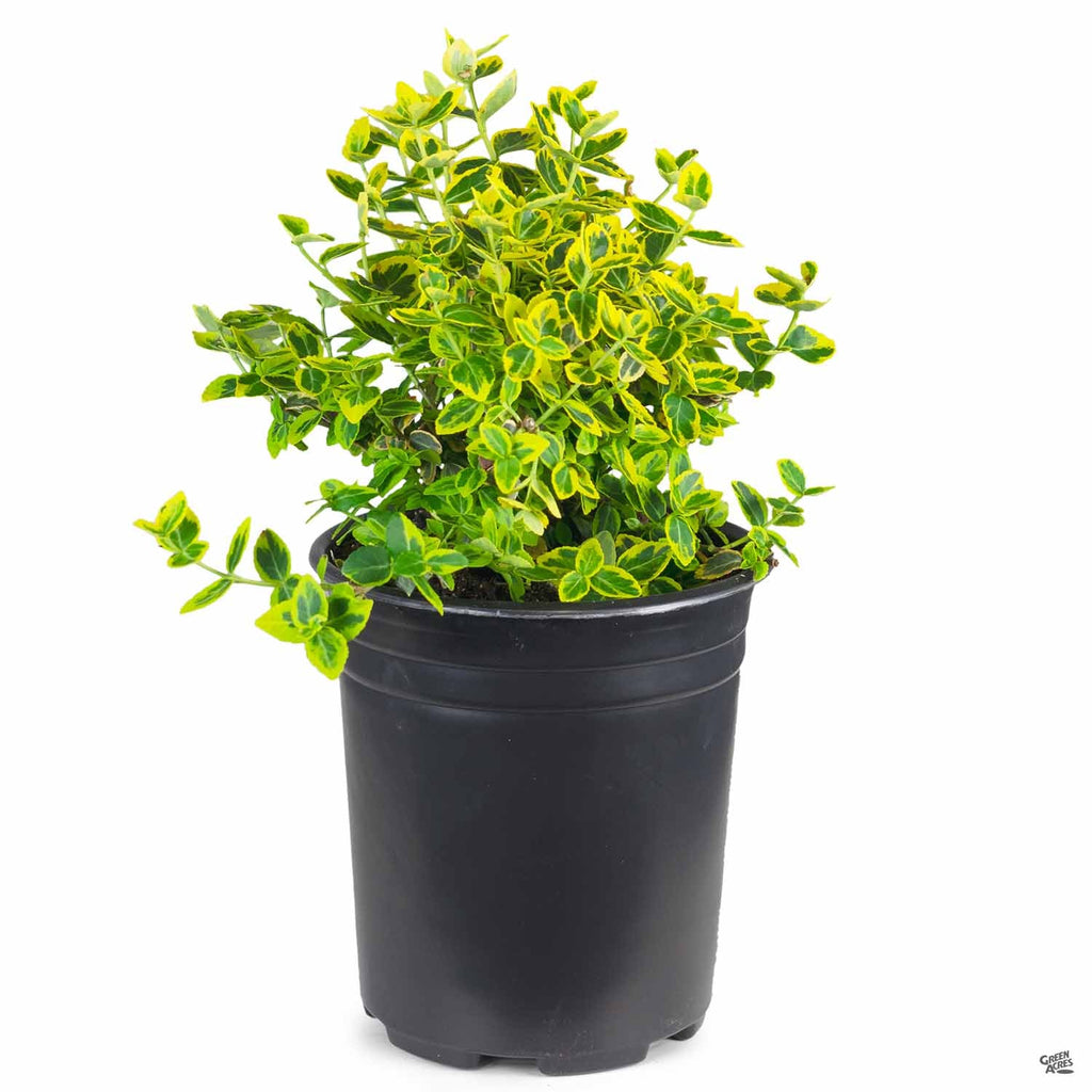 Euonymus Emerald n Gold Green Acres Nursery Supply euonymus-emerald-n-gold-green-acres-nursery-supply