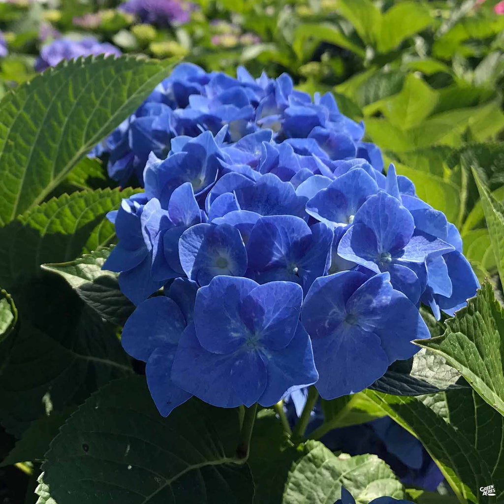 dark blue hydrangea real