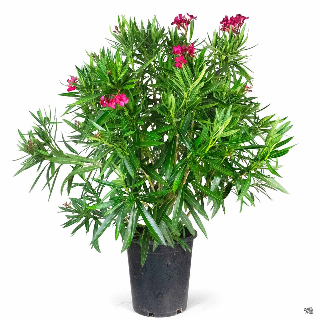 nerium oleander tree red