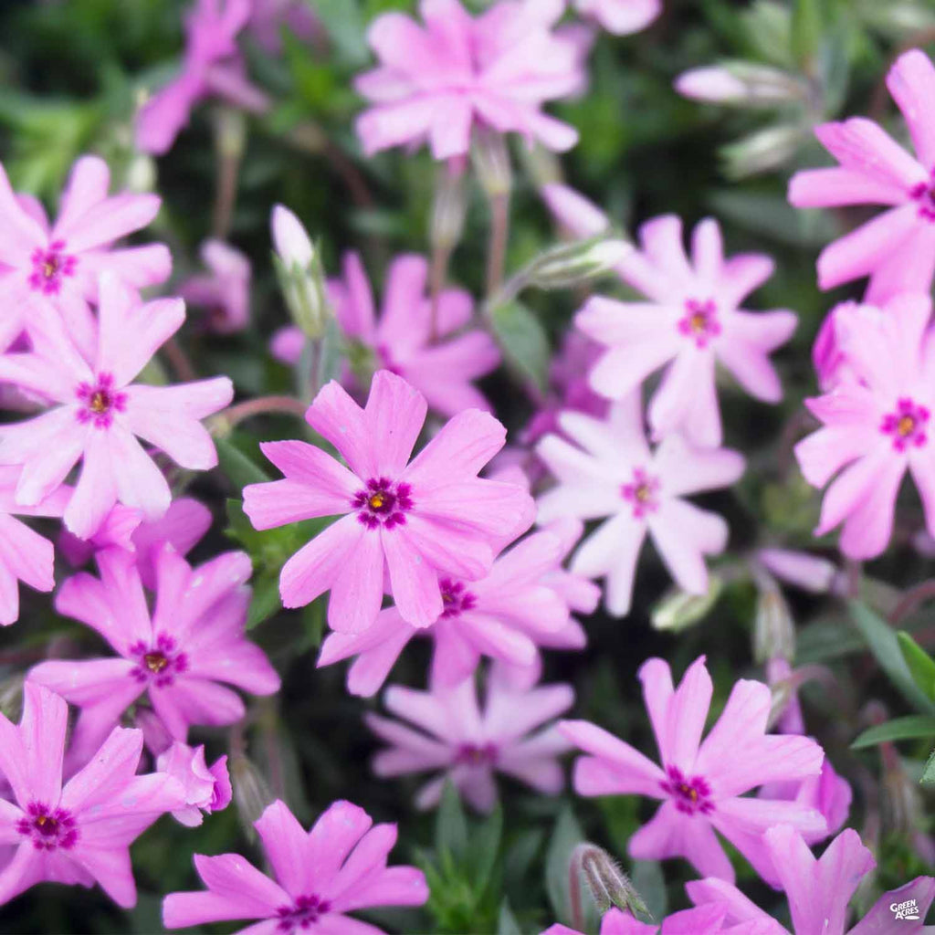Trailing Phlox — Green Acres Nursery & Supply