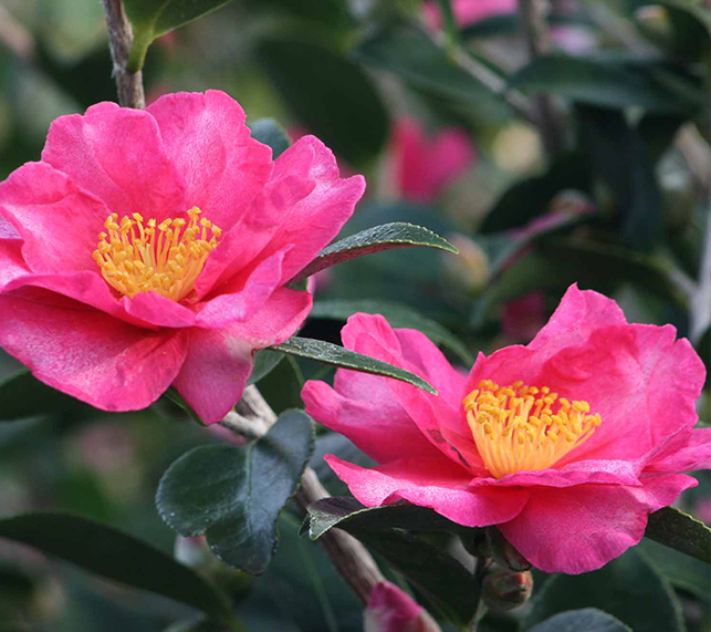 Growing Colorful Camellias — Green Acres Nursery & Supply