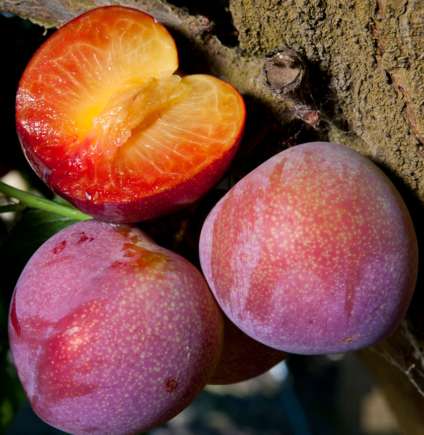 Bareroot Fruit Trees — Green Acres Nursery & Supply