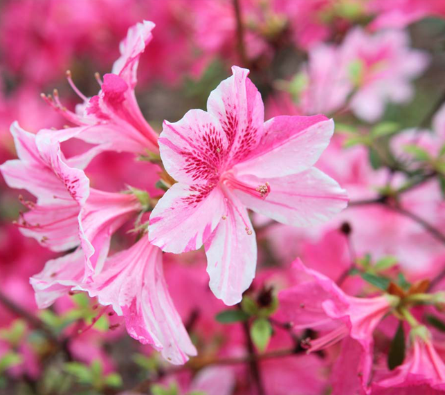 Caring For Azaleas — Green Acres Nursery & Supply