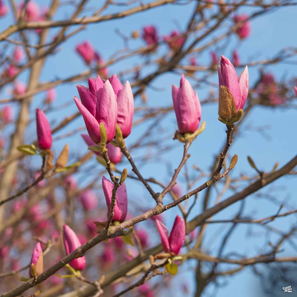 Flowering Trees Show First Signs Of Spring — Green Acres Nursery & Supply