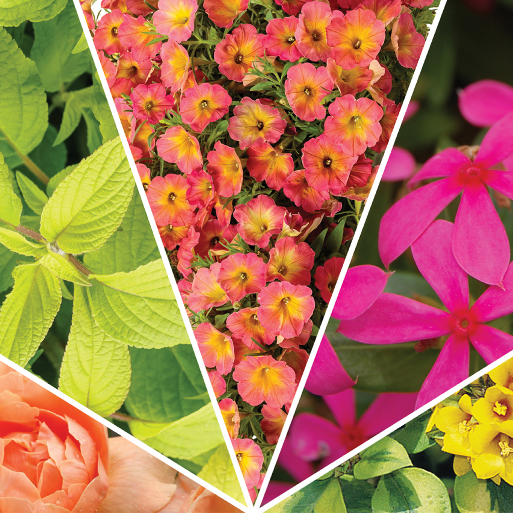 Proven Winners® Pot-Up Combos — Green Acres Nursery & Supply