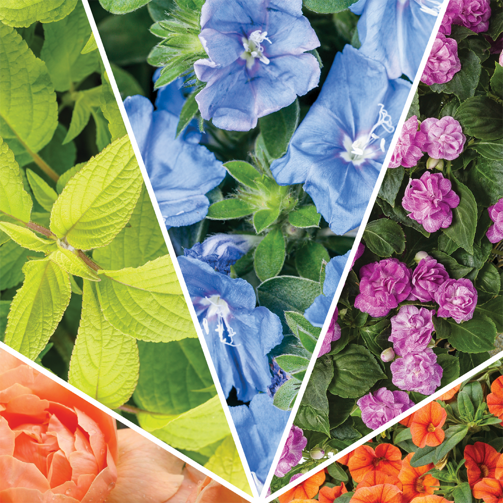 Proven Winner® Pot-up Combos for Dallas — Green Acres Nursery & Supply