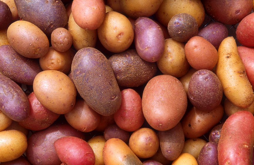 SPUDS 101: Varieties, Planting & Care — Green Acres Nursery & Supply