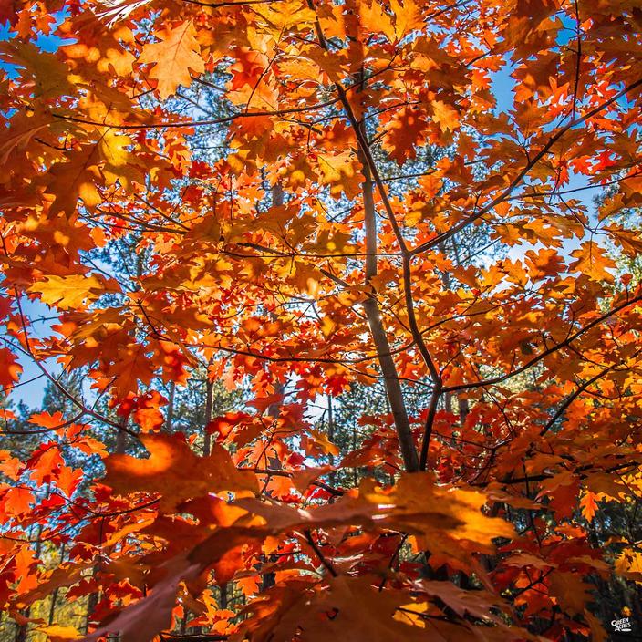 Best Trees For Fall Color — Green Acres Nursery & Supply