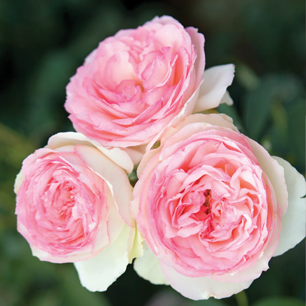 Pick The Perfect Rose For Your Garden — Green Acres Nursery & Supply