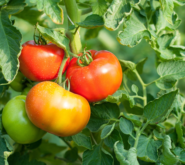 Tips For Growing Fall Tomatoes — Green Acres Nursery & Supply