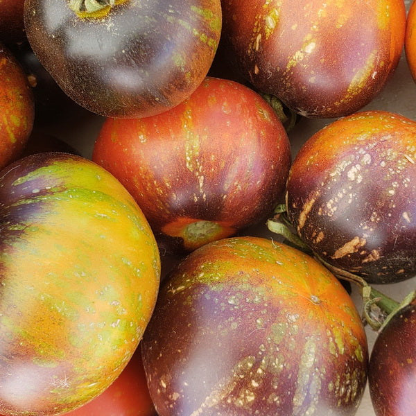 Wild Boar Farms Exotic Tomatoes — Green Acres Nursery & Supply