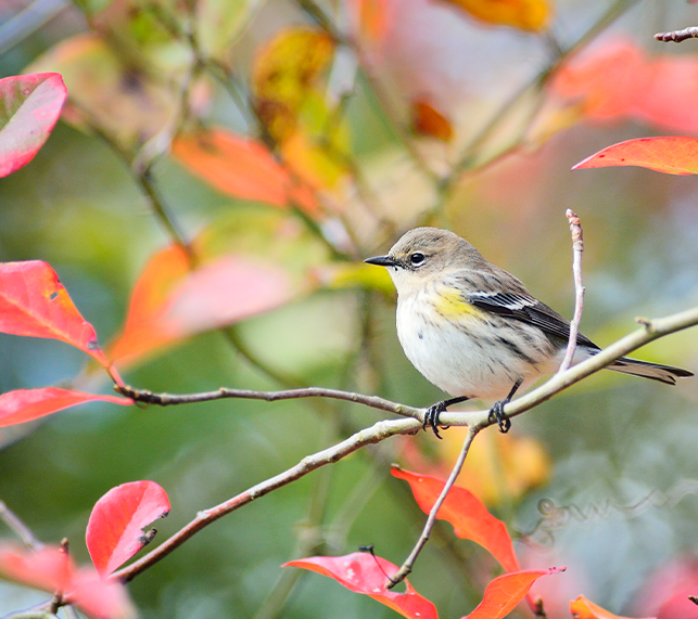 Support Birds During Fall Migration — Green Acres Nursery & Supply