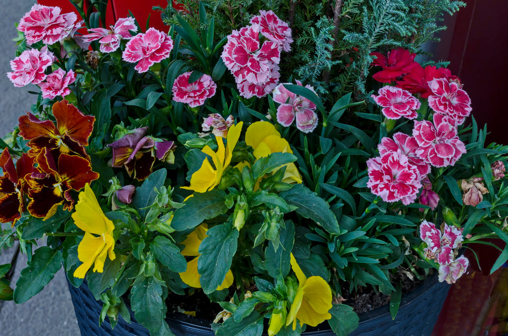 Color Bowls for the Cool Season — Green Acres Nursery & Supply