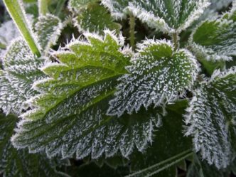 Cold-Sensitive Plants? Use Frost Cloth This Winter — Green Acres ...