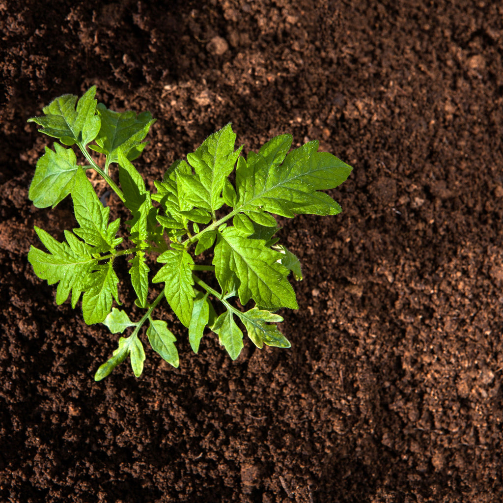 Fertilizer & Soil Tips — Green Acres Nursery & Supply
