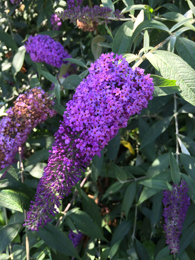 Firewise Landscaping: Basic Principles and Plant Choices — Green Acres ...