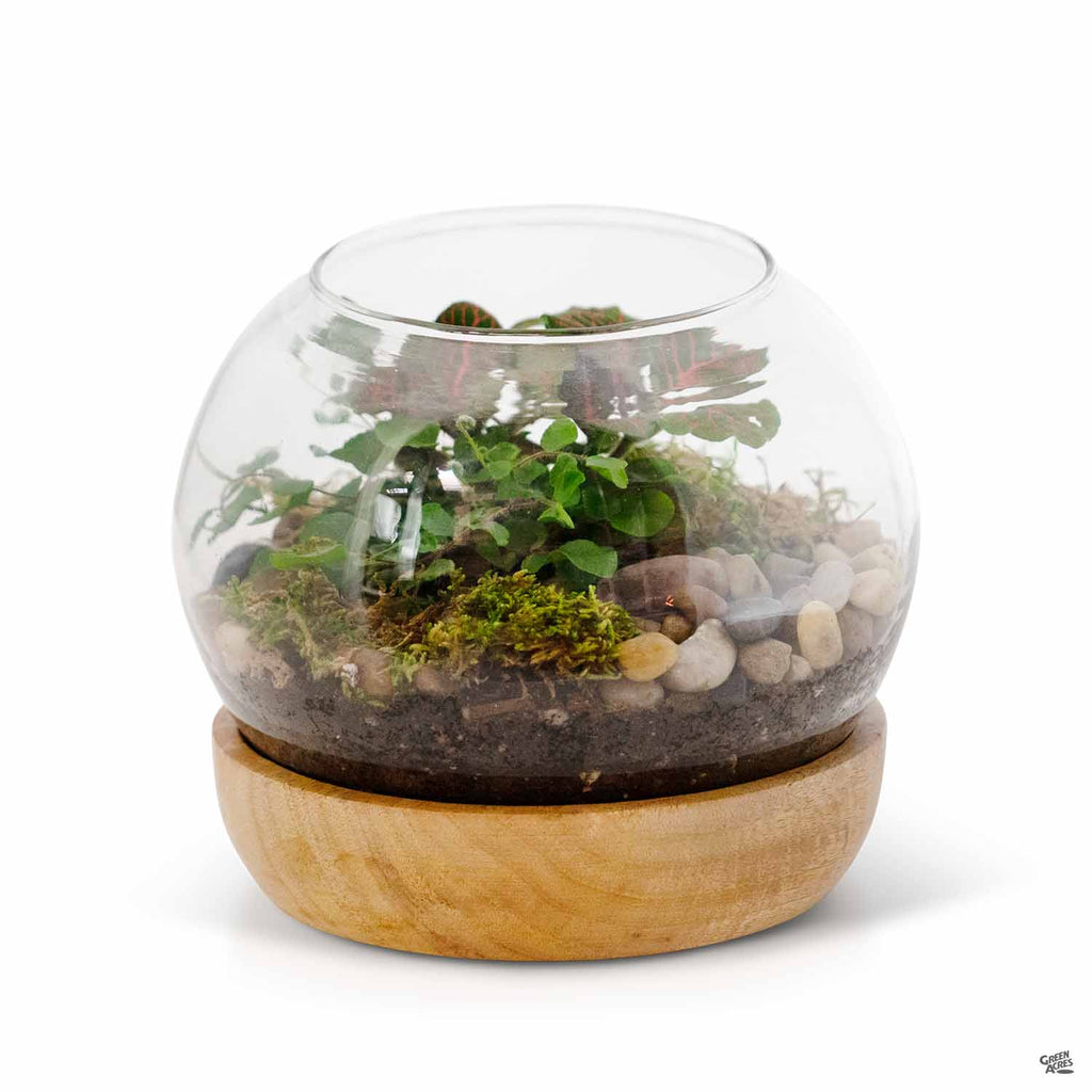 Full View Terrarium — Green Acres Nursery & Supply