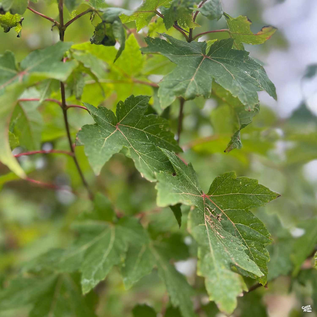 Red Maple 'Autumn Blaze' — Green Acres Nursery & Supply