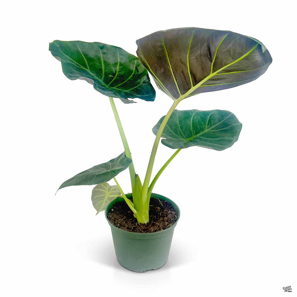 Alocasia 'Regal Shield' — Green Acres Nursery & Supply