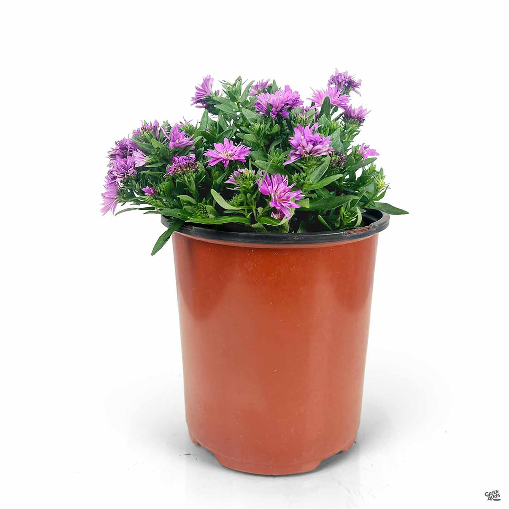 Aster — Green Acres Nursery & Supply