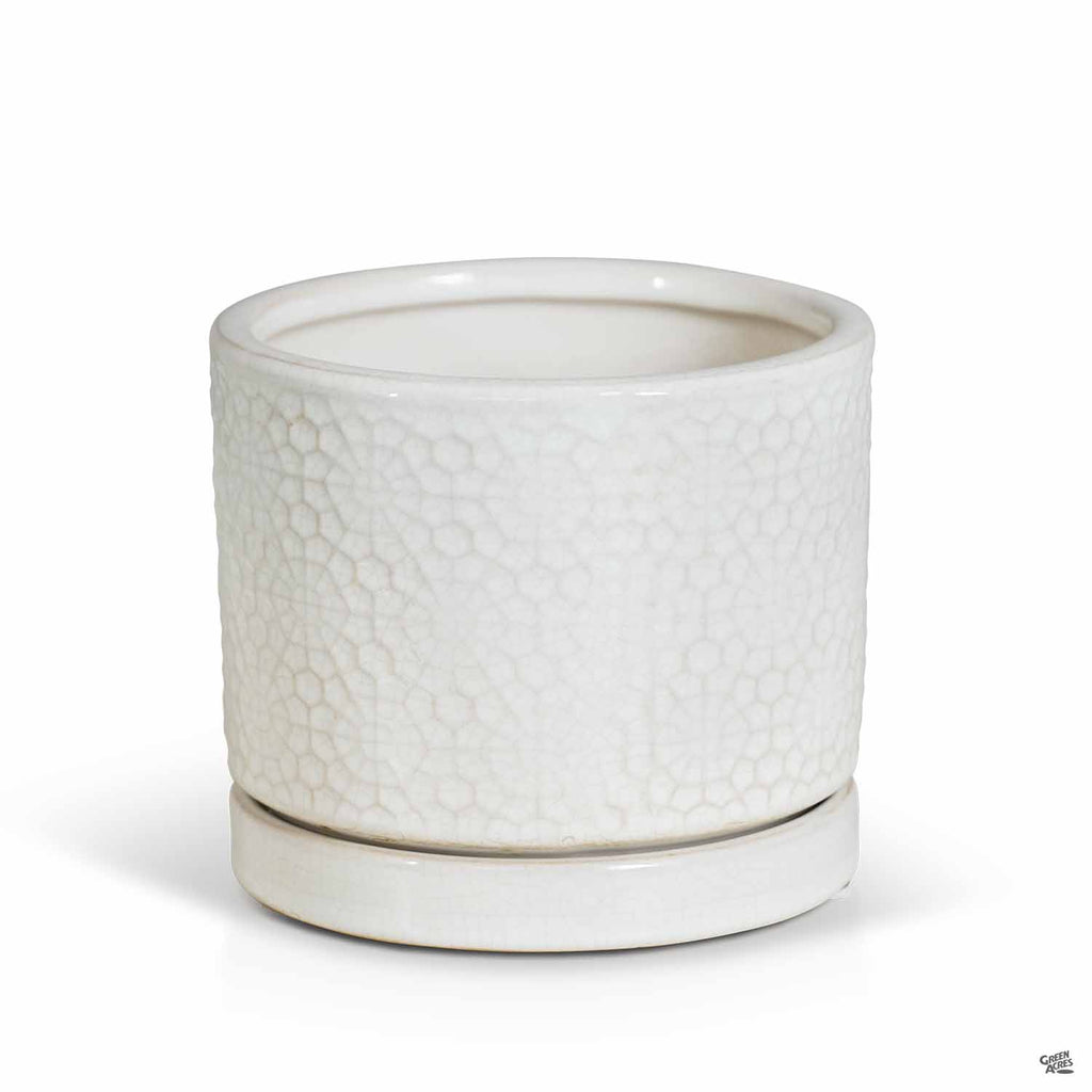 Amelia Cylinder — Green Acres Nursery & Supply