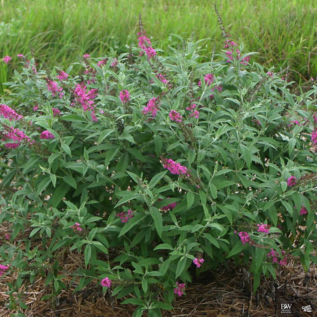 Butterfly Bush 'Miss Ruby' — Green Acres Nursery & Supply