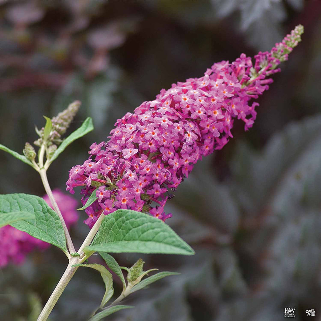 Butterfly Bush 'Miss Ruby' — Green Acres Nursery & Supply