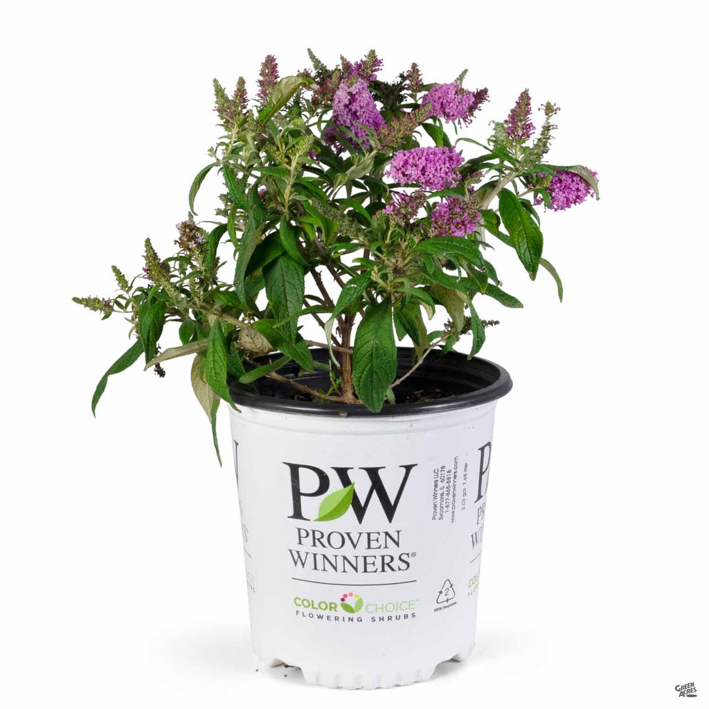 Pugster Pinker® Butterfly Bush — Green Acres Nursery & Supply