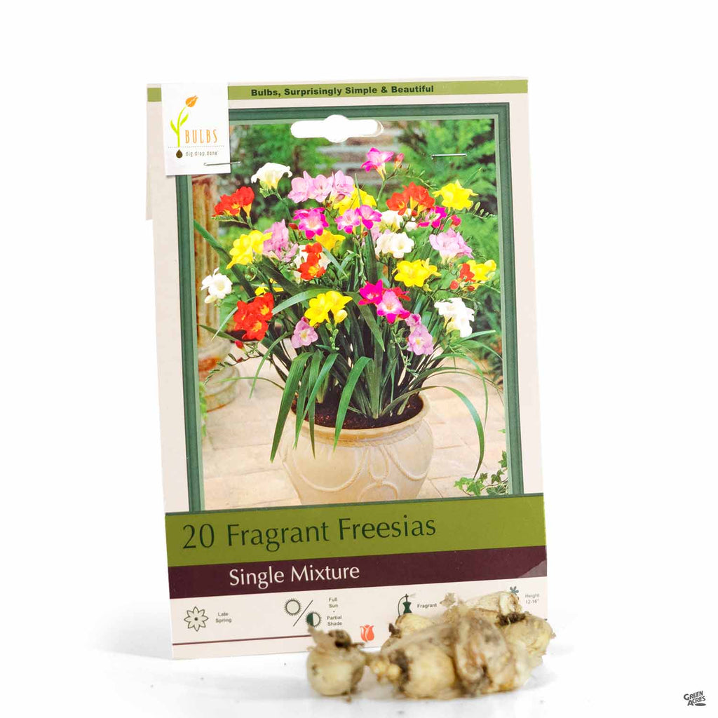 Freesia 'Single Mix' — Green Acres Nursery & Supply