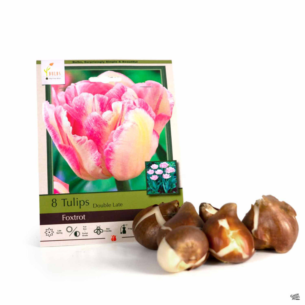 Tulip Double Late 'Foxtrot' — Green Acres Nursery & Supply