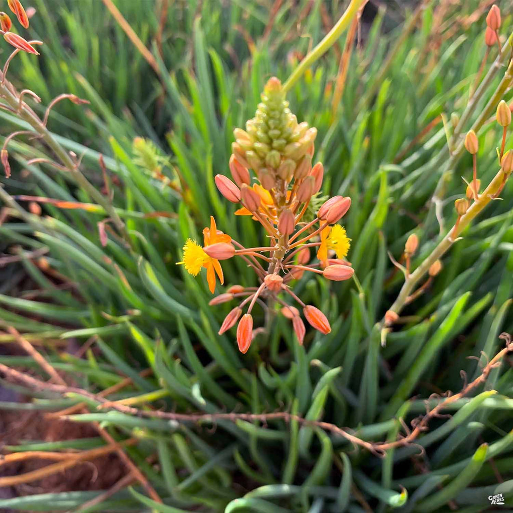 Snake Flower — Green Acres Nursery & Supply