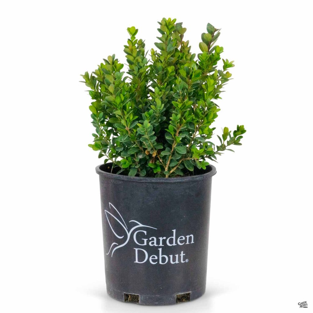 Baby Gem™ Boxwood — Green Acres Nursery & Supply