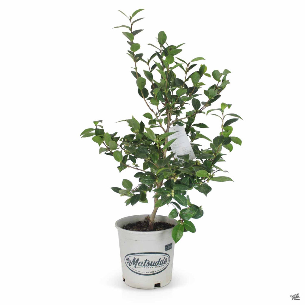 Camellia 'Buttermint' | Matsuda's — Green Acres Nursery & Supply