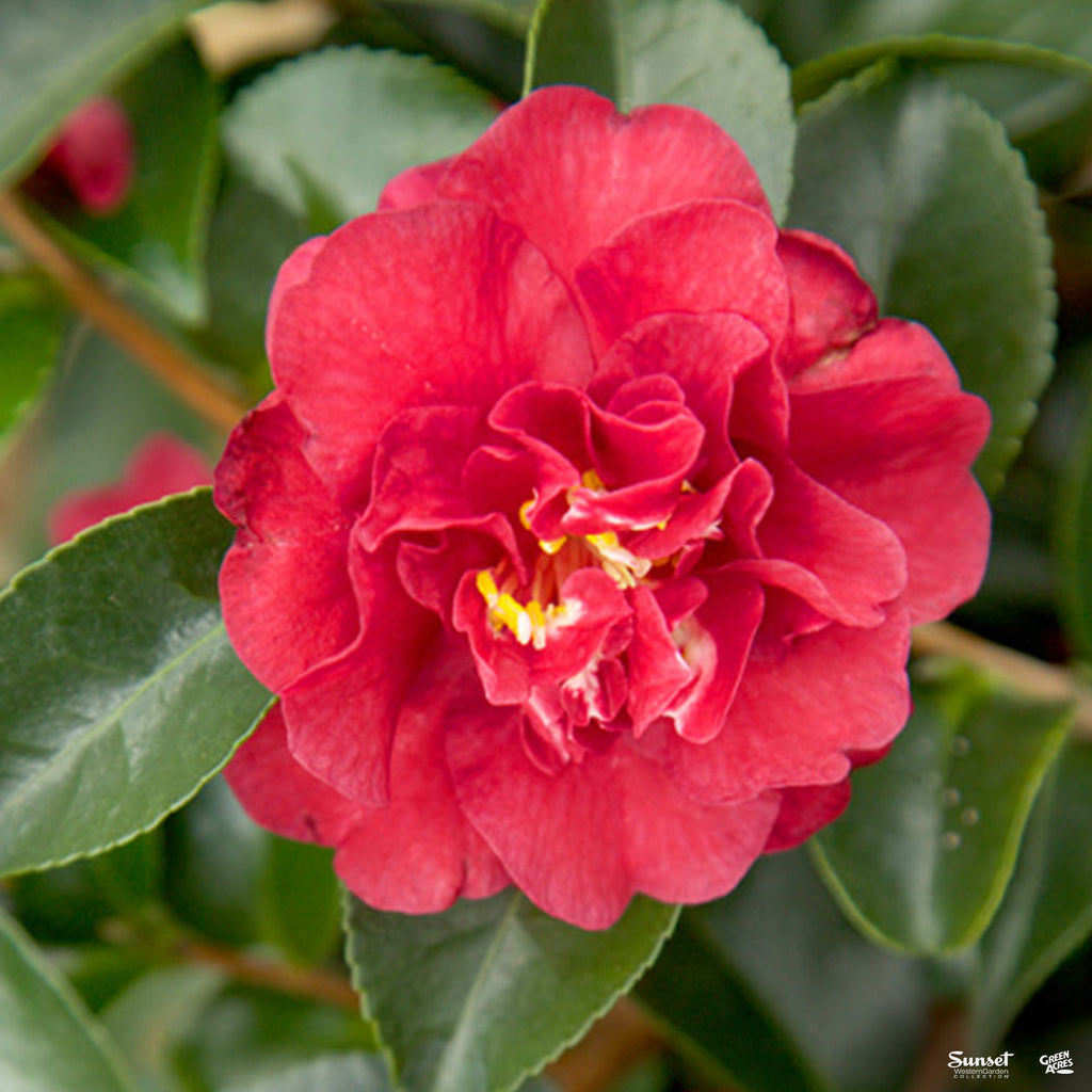 Camellia s. 'October Magic Ruby' — Green Acres Nursery & Supply