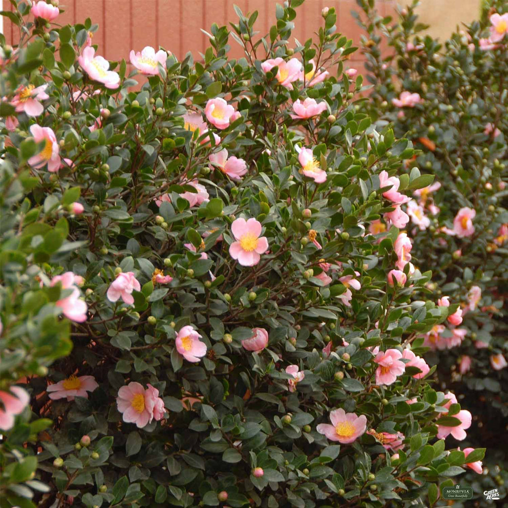 Pink-A-Boo® Camellia | Monrovia — Green Acres Nursery & Supply