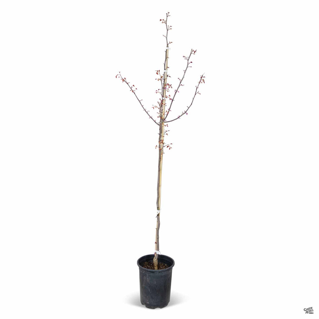 Eastern Redbud 'Flame Thrower' — Green Acres Nursery & Supply