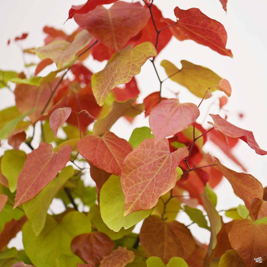 Eastern Redbud 'Flame Thrower' — Green Acres Nursery & Supply
