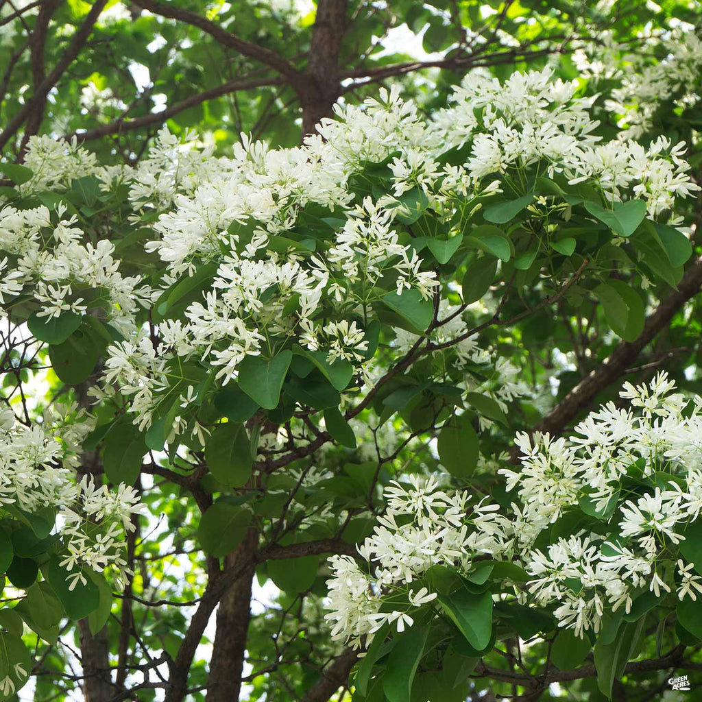 Chinese Fringe Tree — Green Acres Nursery & Supply