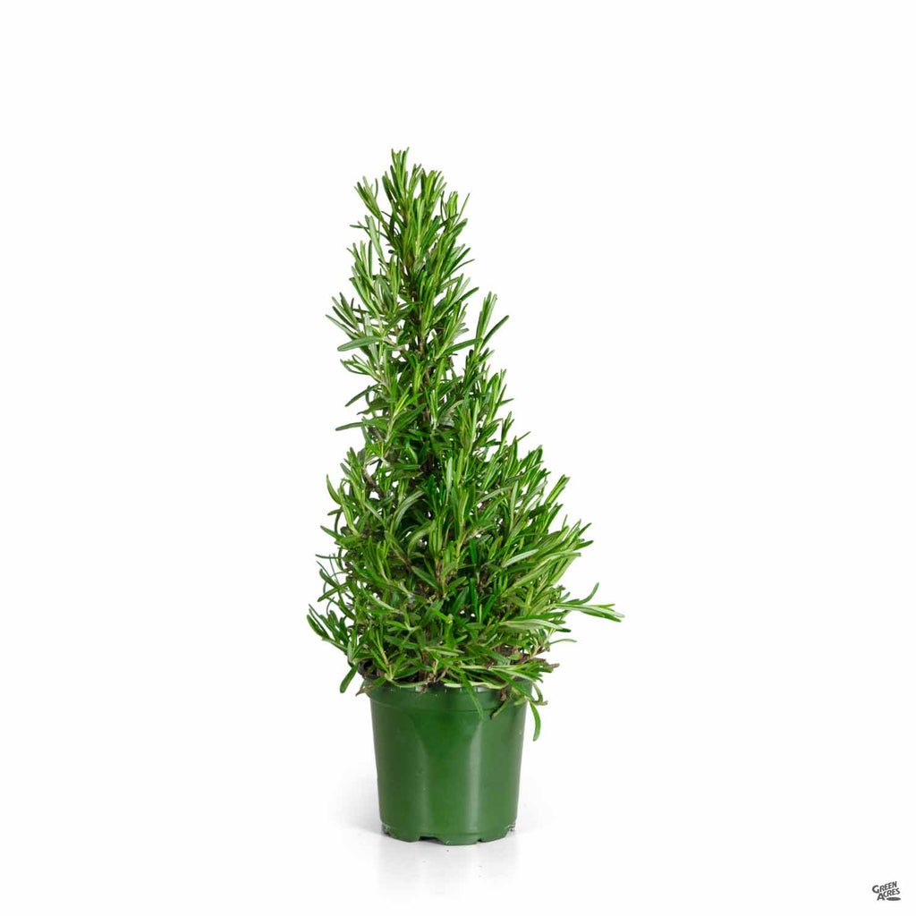 Rosemary Holiday Cone — Green Acres Nursery & Supply