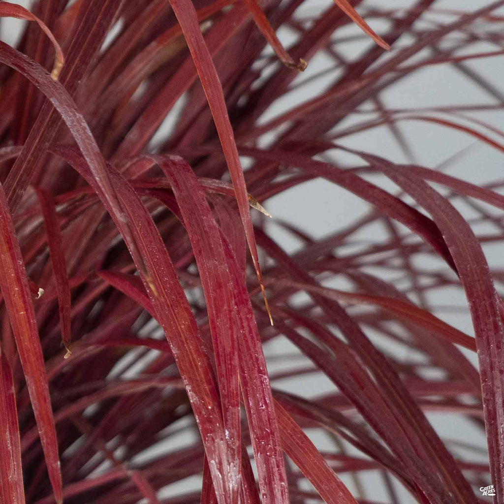 Design-A-Line™ Cordyline Burgundy — Green Acres Nursery & Supply