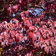 Dogwood 'Cherokee Chief' — Green Acres Nursery & Supply