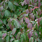 Dogwood 'Cherokee Chief' — Green Acres Nursery & Supply
