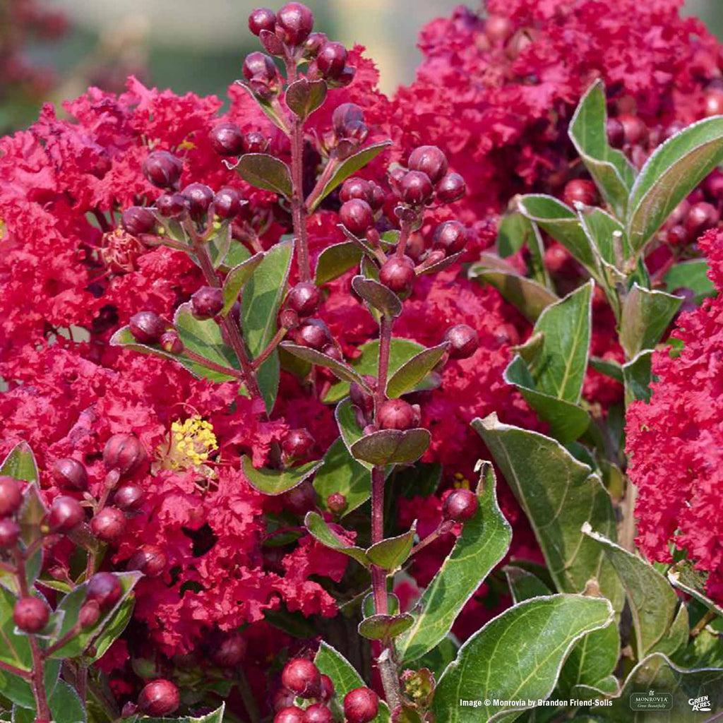 Summerlasting™ Strawberry Crape Myrtle Patio Tree — Green Acres Nursery ...