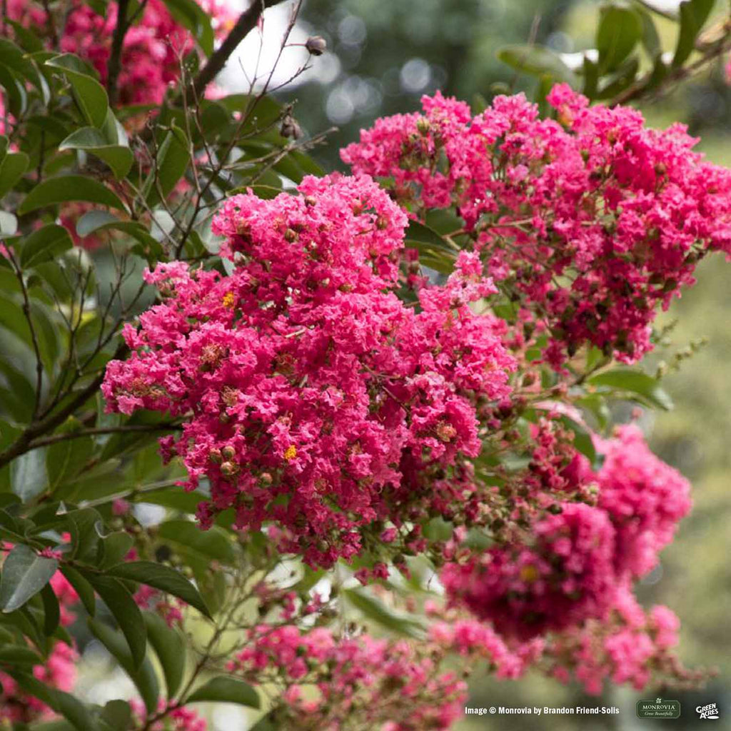 Summerlasting™ Strawberry Crape Myrtle Patio Tree — Green Acres Nursery ...