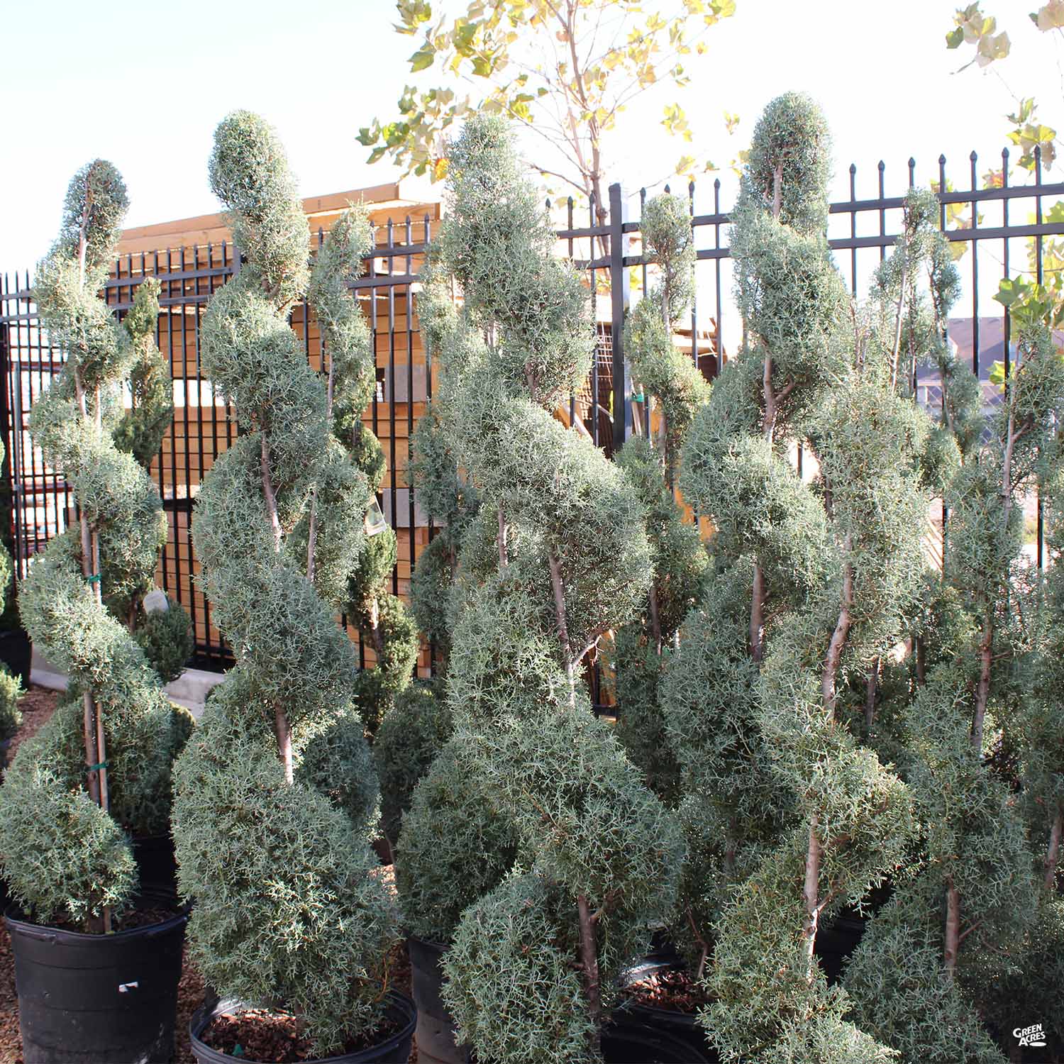 Carolina Sapphire Cedar Tree