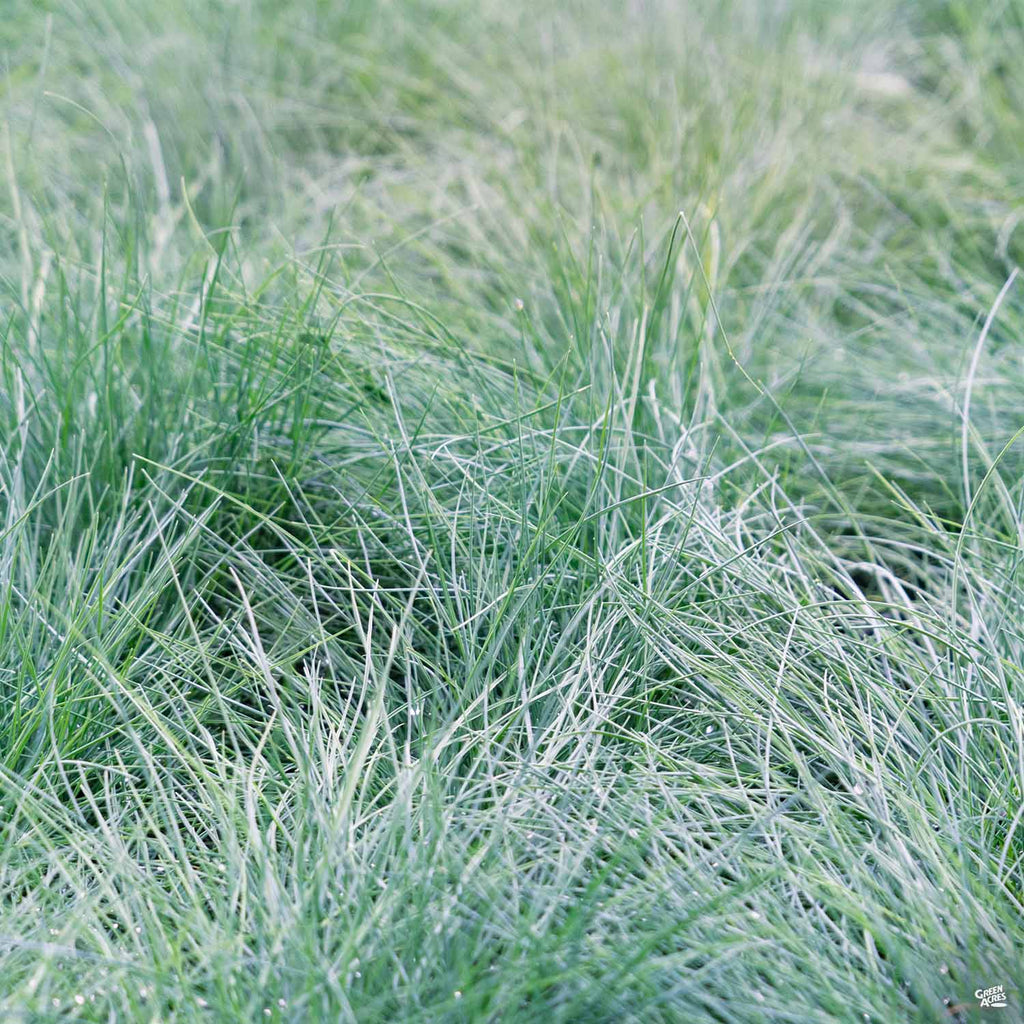 Fescue 'Buddy Blue' — Green Acres Nursery & Supply