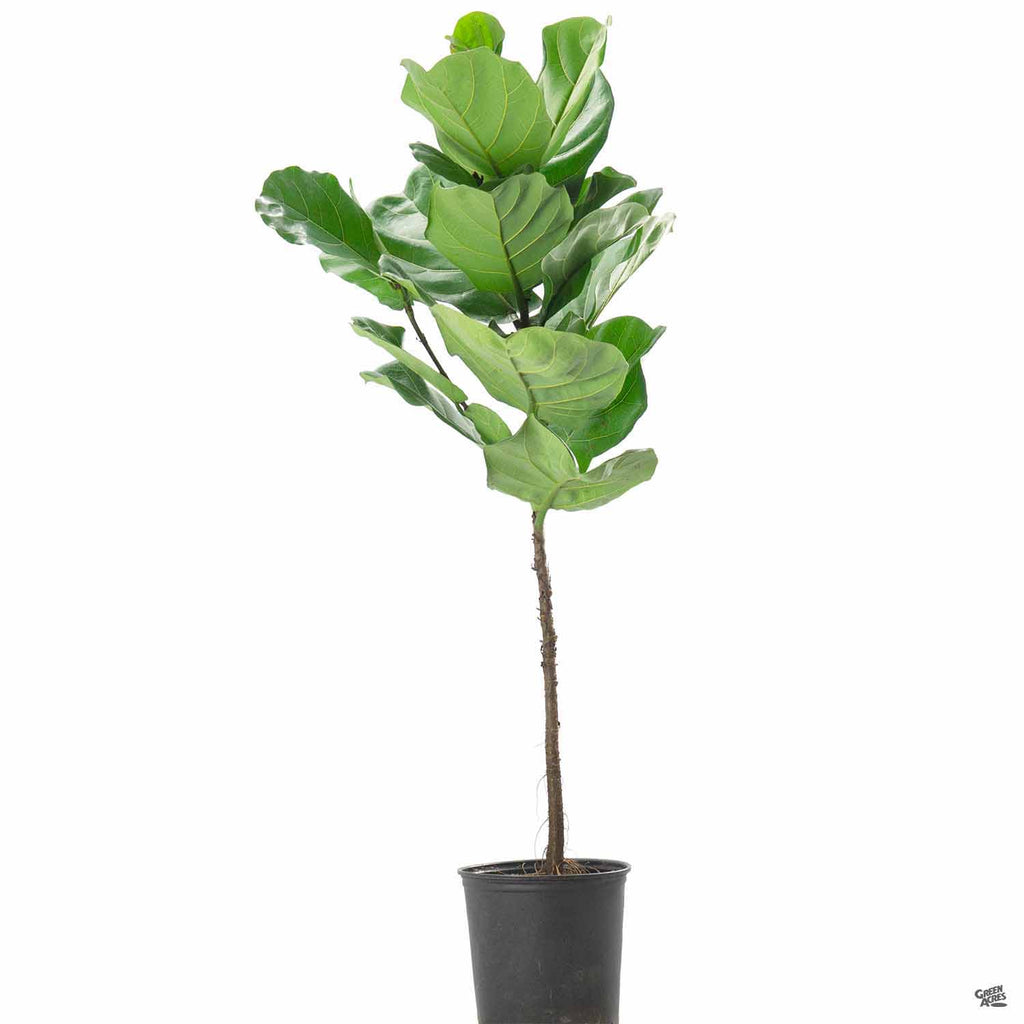 Fiddle Leaf Fig Standard — Green Acres Nursery & Supply