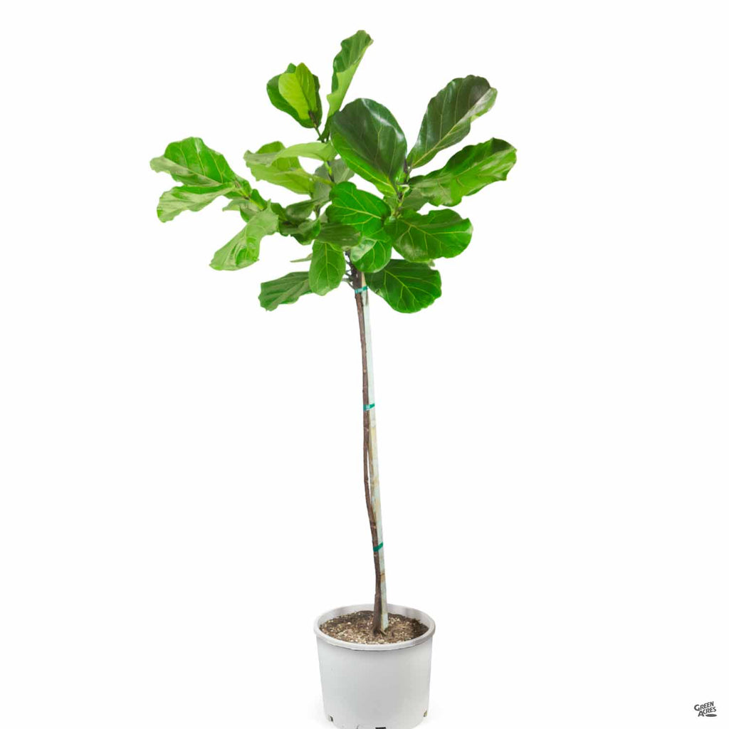 Fiddle Leaf Fig Standard — Green Acres Nursery & Supply